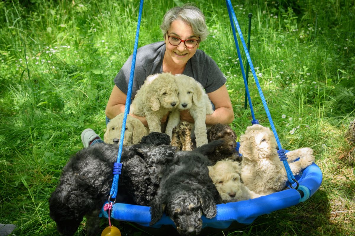 Galerie Wurf B Goldendoodle